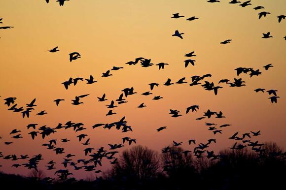 How Climate Change Is Shifting U.S. Animal Migration - NewsBreak