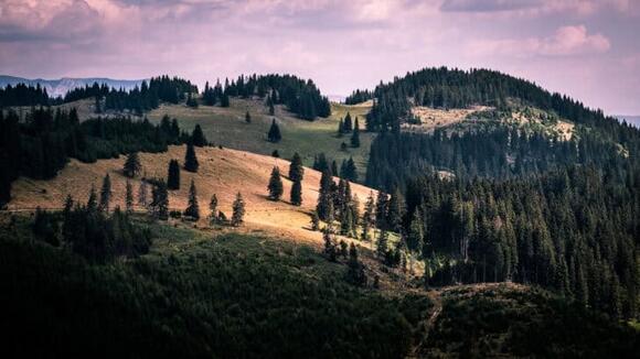 12 Wildlife Corridors Restoring Ecosystems Worldwide - NewsBreak