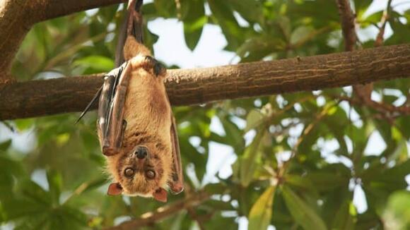 How the Bat as a Spirit Animal Represents Rebirth and Renewal - NewsBreak