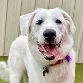 🐶 Playful & Loving Dogs Ready for Adoption in Eastford, CT - NewsBreak