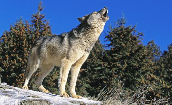 Gray wolves lived with ancient humans on a tiny island, upending the ...
