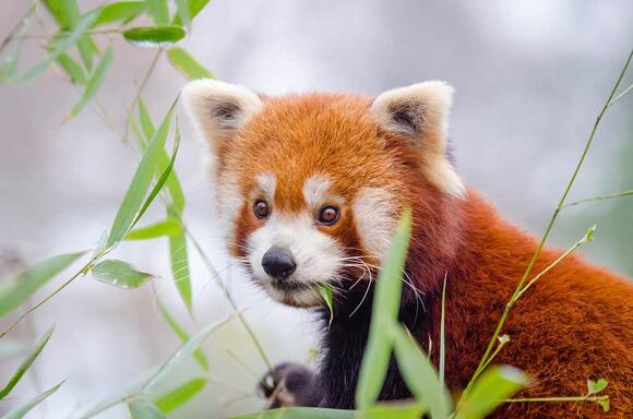 10 Differences Between Red Pandas and Giant Pandas - NewsBreak
