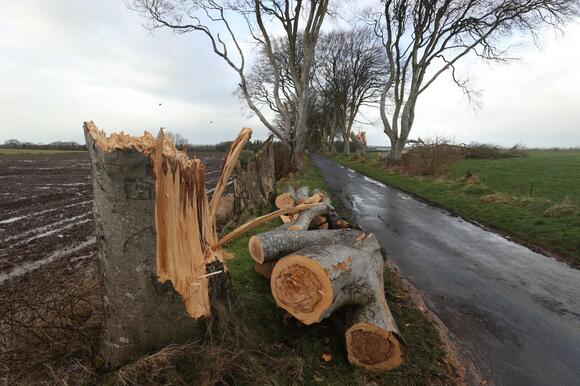 Game Of Thrones Dark Hedges trees ‘coming to end of natural lives ...