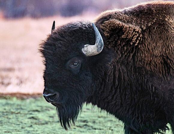 6 States Where The Most Bison Roam - NewsBreak