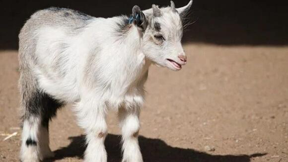 Rescued Baby Goat’s Adorable Rides on Sheep Buddy Capture Hearts ...