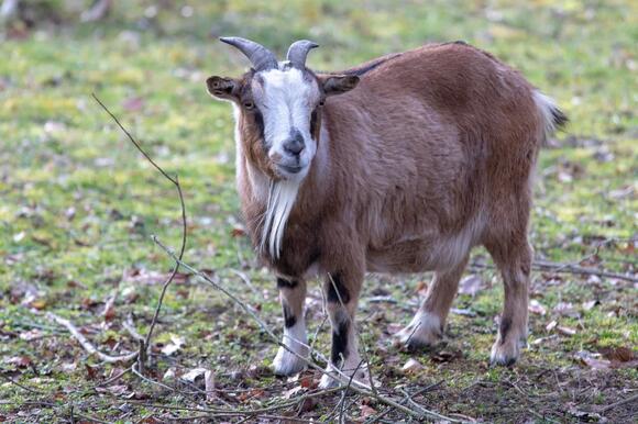 Pygmy Goats – The Perfect Farm Pet - NewsBreak