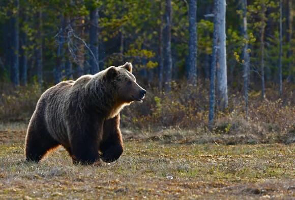 12 Most Dangerous Predators in North America - NewsBreak