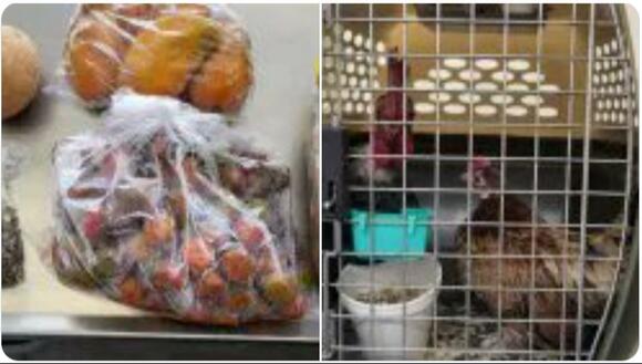 Forbidden Foreign Food Seized at US Border - NewsBreak