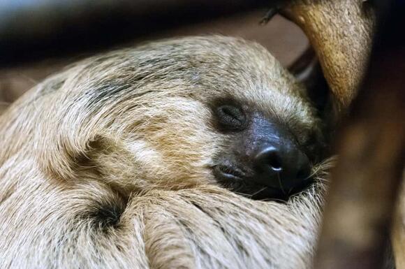 Koalas Sleep More Than Sloths - NewsBreak