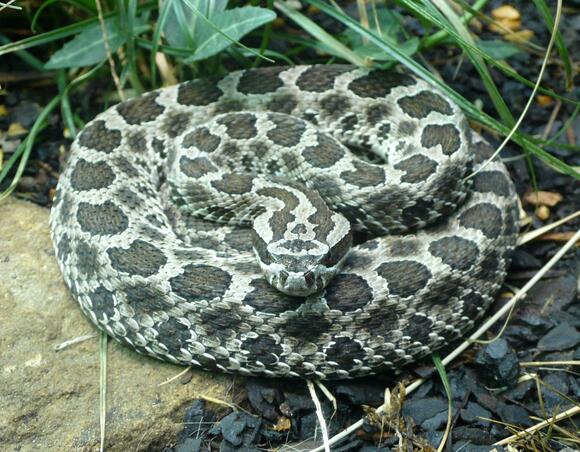 Know These 6 Sounds Before Hiking in Snake Territory - NewsBreak
