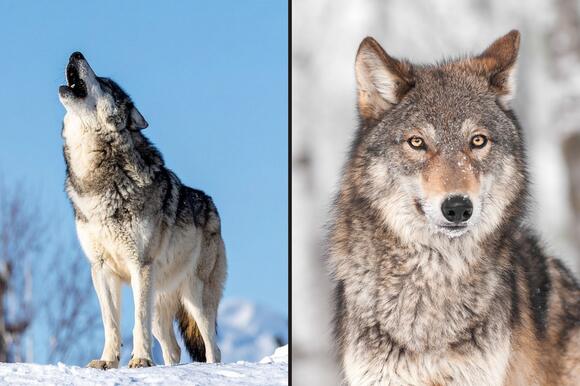 Wolves, Ranchers, Politics: Why Colorado Hit Pause - NewsBreak