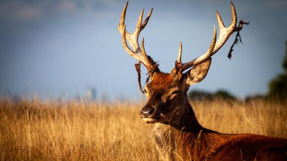 Common deer calibers often blamed when bullet choice is the real issue ...