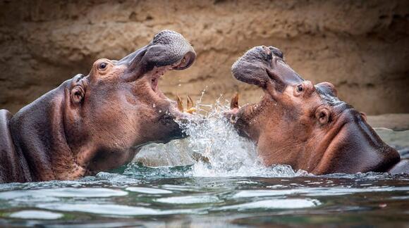 Male vs. Female Hippos: 6 Key Differences - NewsBreak