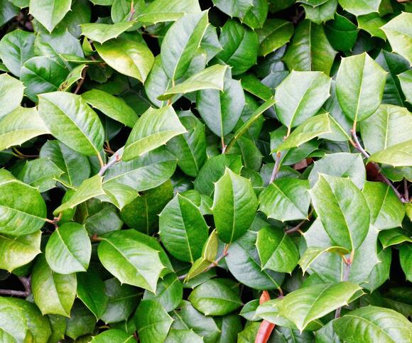 Native Evergreen Shrubs: 4 Gorgeous Greens To Beautify Your Landscape