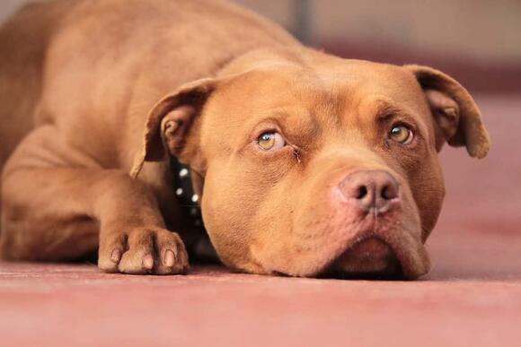 Pit Bull Progression: Growth Chart, Milestones, and Training Tips