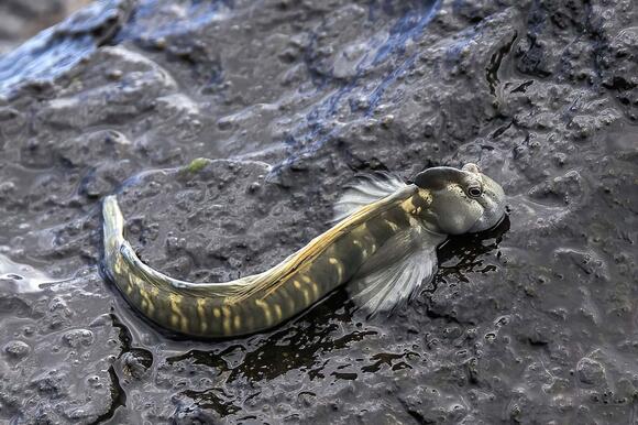 How Some Fish Can Breathe Both Underwater and on Land - NewsBreak