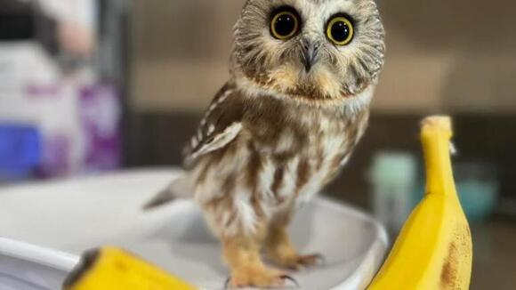 Rescued pocket-sized owl turning heads in Mass. - NewsBreak