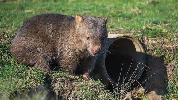 How Wombats Defend Their Burrows With Rock-Hard Backsides - NewsBreak