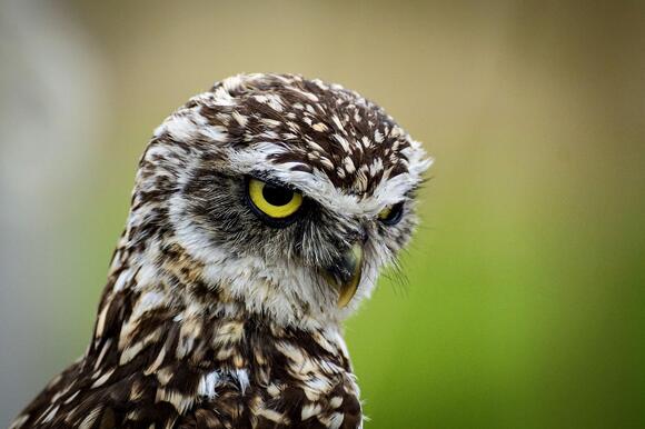 Which Owl Best Represents Back-to-School Season? - NewsBreak