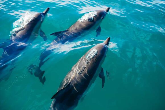 What U.S. Marine Biologists Are Learning From Dolphin Pods - NewsBreak