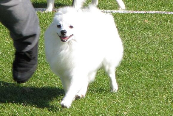 10 Little-Known Truths About The Volpino Italiano - NewsBreak