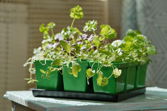 Grow Your Own Medicine Cabinet: Affordable Herbs to Plant This Summer ...