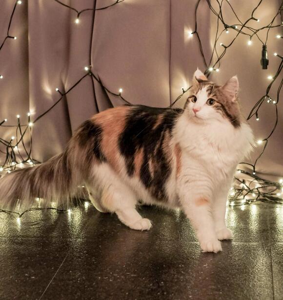 10 Facts About the Robust and Cuddly Norwegian Forest Cat - NewsBreak