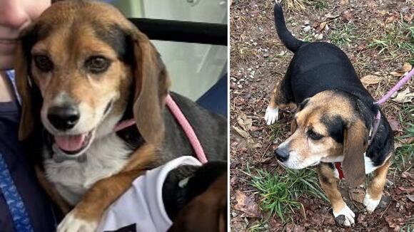Benny The Beagle is Looking For Love After Surviving "Hoarding" Past ...