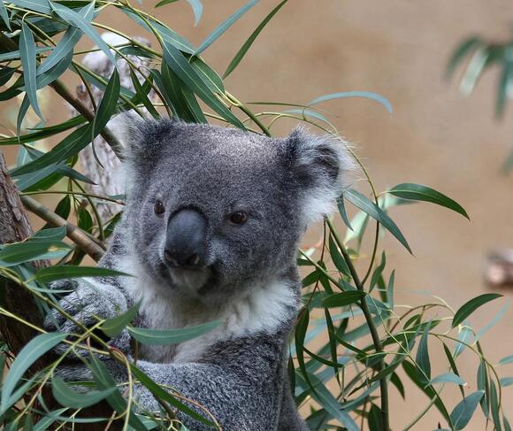 Koalas and the Eucalyptus Puzzle: How a Toxic Diet Shaped an Iconic ...