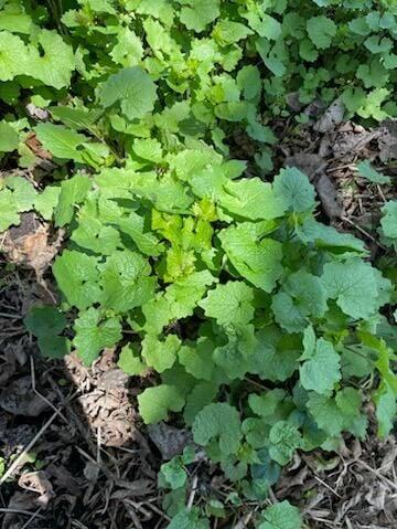 Local group providing free invasive plant removal - NewsBreak