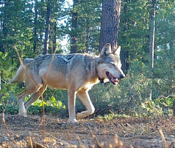 California euthanizes four gray wolves following livestock attacks ...