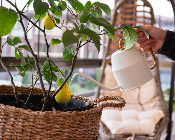 What to Do With Lemon Trees in June for a Tart & Tasty Harvest – 6 Easy ...