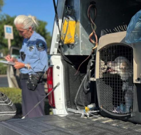 Santa Monica Among Flea Borne Typhus Outbreak Areas - NewsBreak