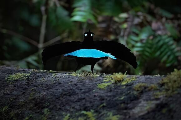13 Birds With Spectacular Courtship Dances - NewsBreak