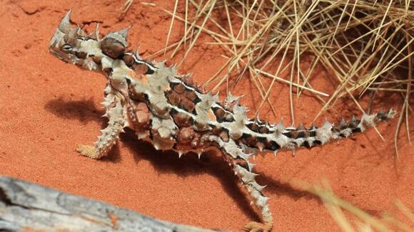 13 Animals That Evolved in Unbelievable Ways - NewsBreak