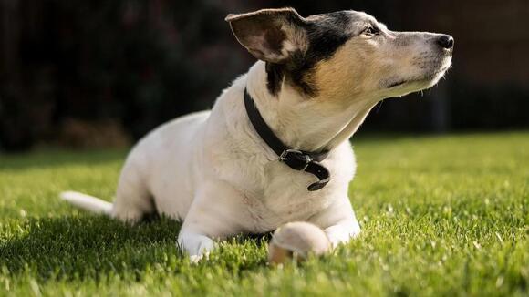 Popular Dog Breeds That Are Far More Difficult Than Advertised - NewsBreak