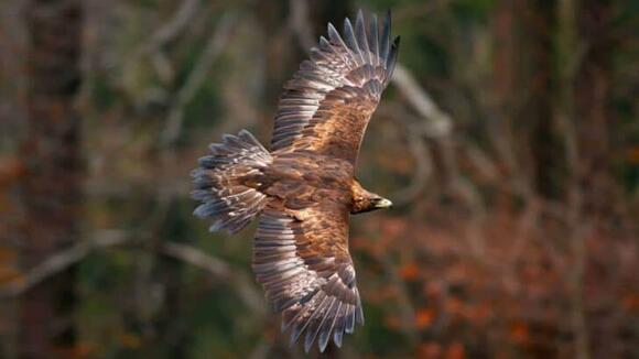 15 Deadliest Raptors Soaring Over American Skies - NewsBreak