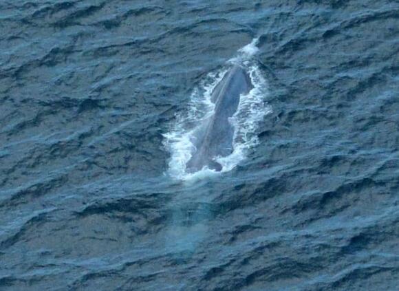 The Blue Whale Is The Loudest Animal - NewsBreak