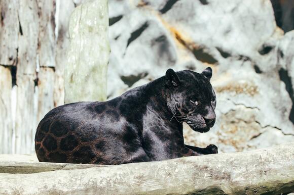 The Black Panther — What Makes a Leopard Turn Jet Black? - NewsBreak