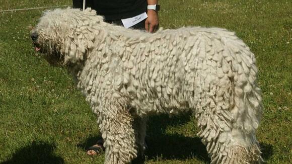 12 Courageous Dog Breeds That Were Born to Guard and Protect - NewsBreak