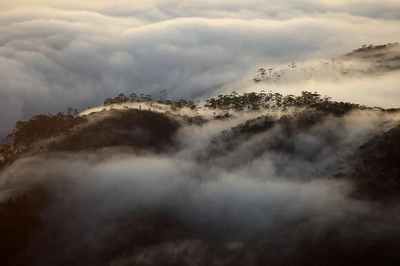 Why Fog in Some Forests Is Actually Helping Trees Drink - NewsBreak