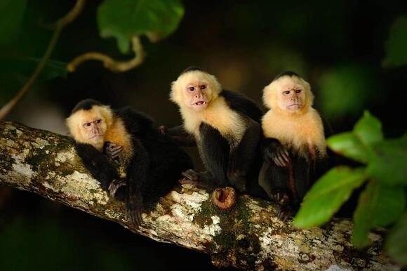 Nature’s Only Tool-Wielding Primate is the Capuchin Monkey - NewsBreak