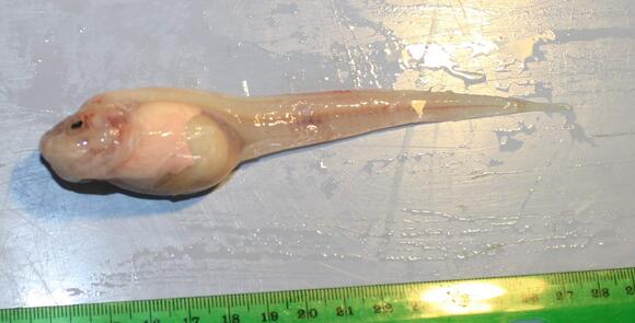 Scientists Discover a New Species in the Mariana Trench - NewsBreak