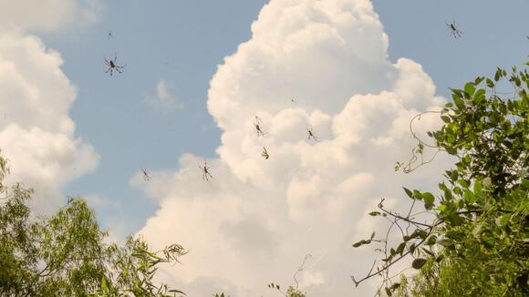 Georgia Hiking Trails Hide Hungry Spring Spiders Stringing Their ...