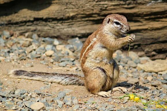 15 Strange and Unbelievable Animal Friendships in the Wild - NewsBreak