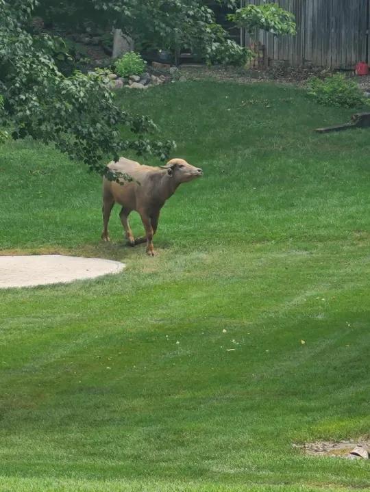 Search for ‘aggressive’ water buffalo continues in Des Moines metro ...