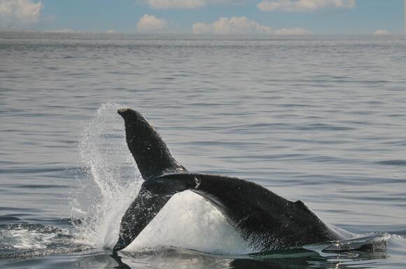 The Most Colossal Whale Ever Spotted Off Alaska - NewsBreak