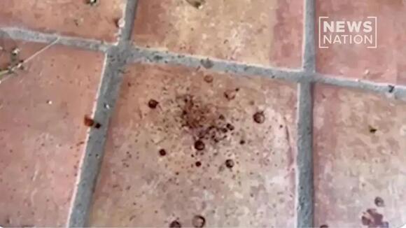 'Really Concerning': Forensic Scientist Claims Nancy Guthrie Was ...