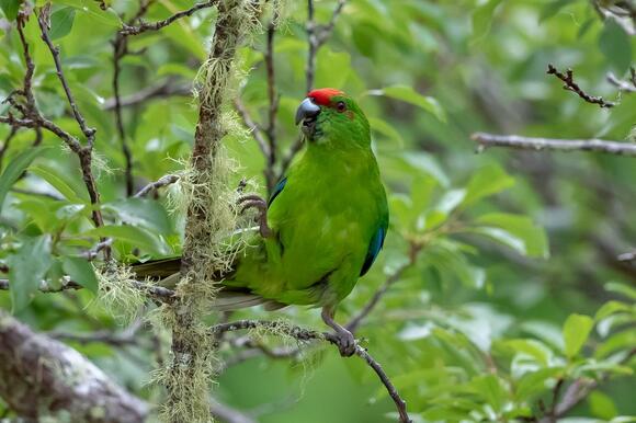 Green Parrots Rub Against Plants For Parasite Protection – And Probably ...