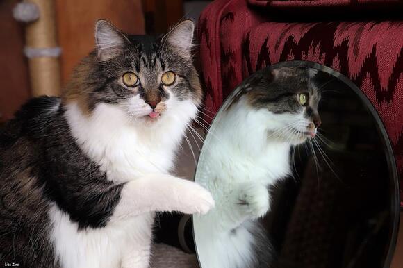 Wild Animals React to Seeing Themselves in Mirror - NewsBreak